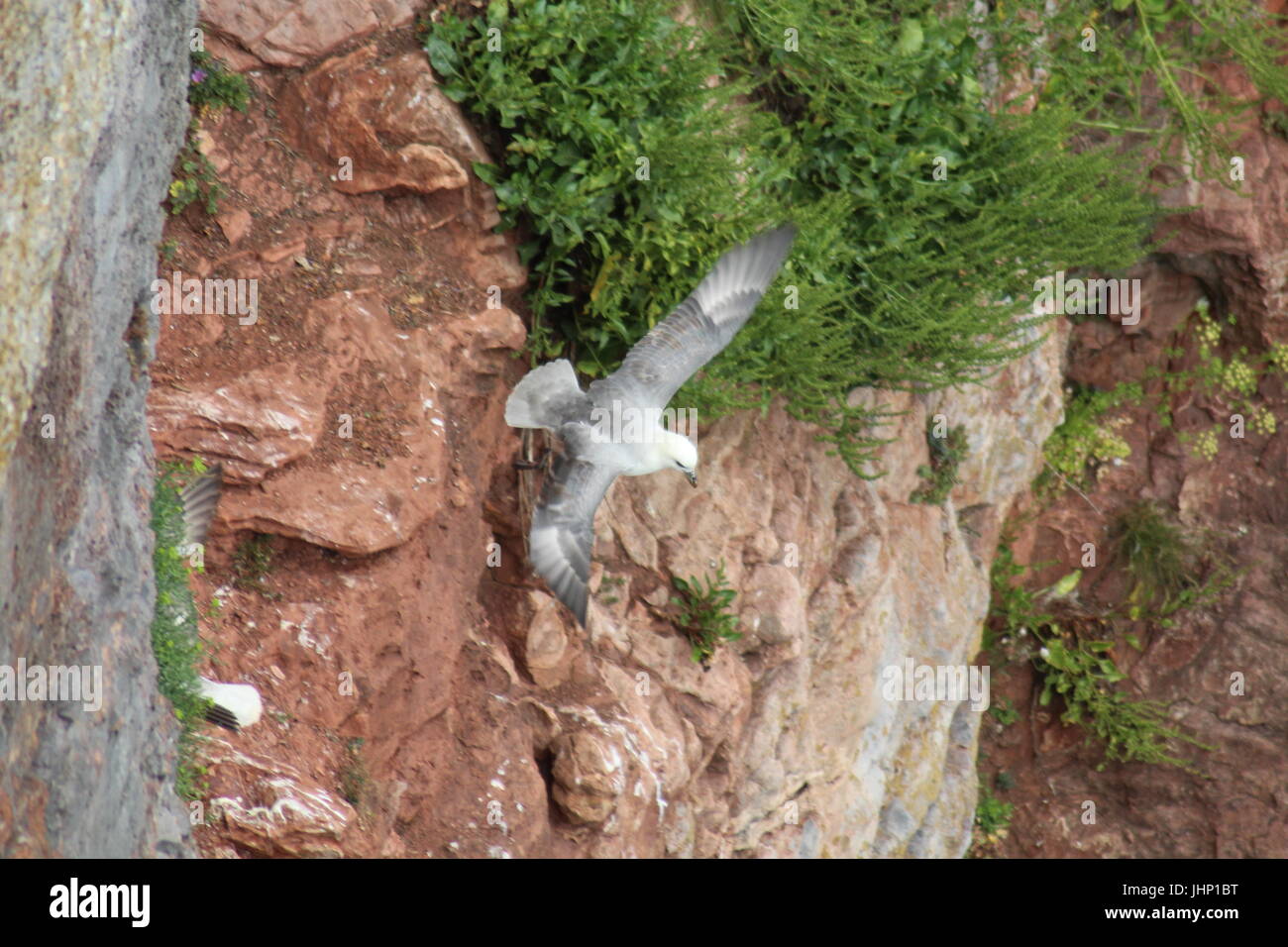 Fulmar flying off cliff Stock Photo - Alamy