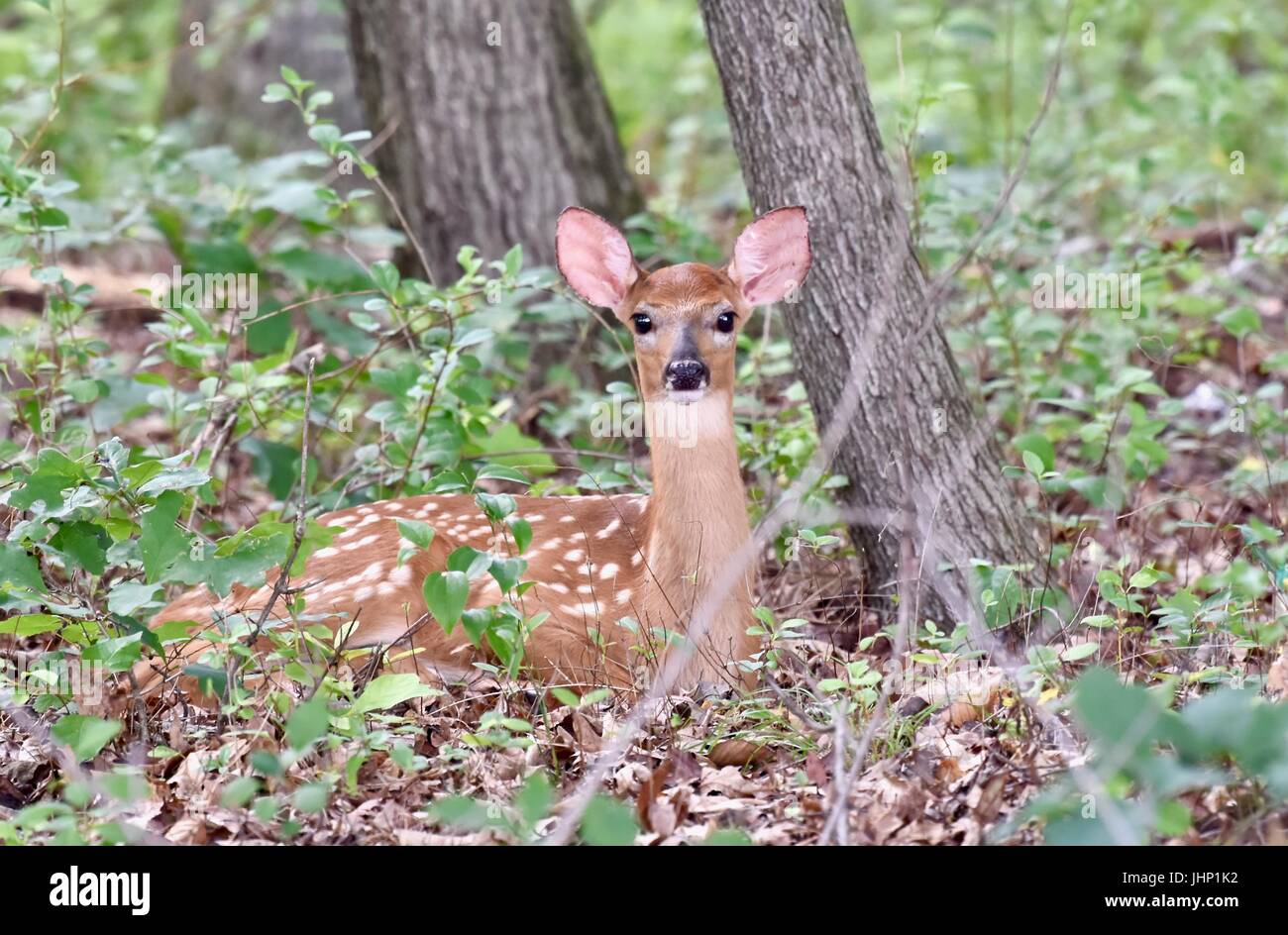 White-tailed deer fawn Odocoileus virginianus Stock Photo - Alamy