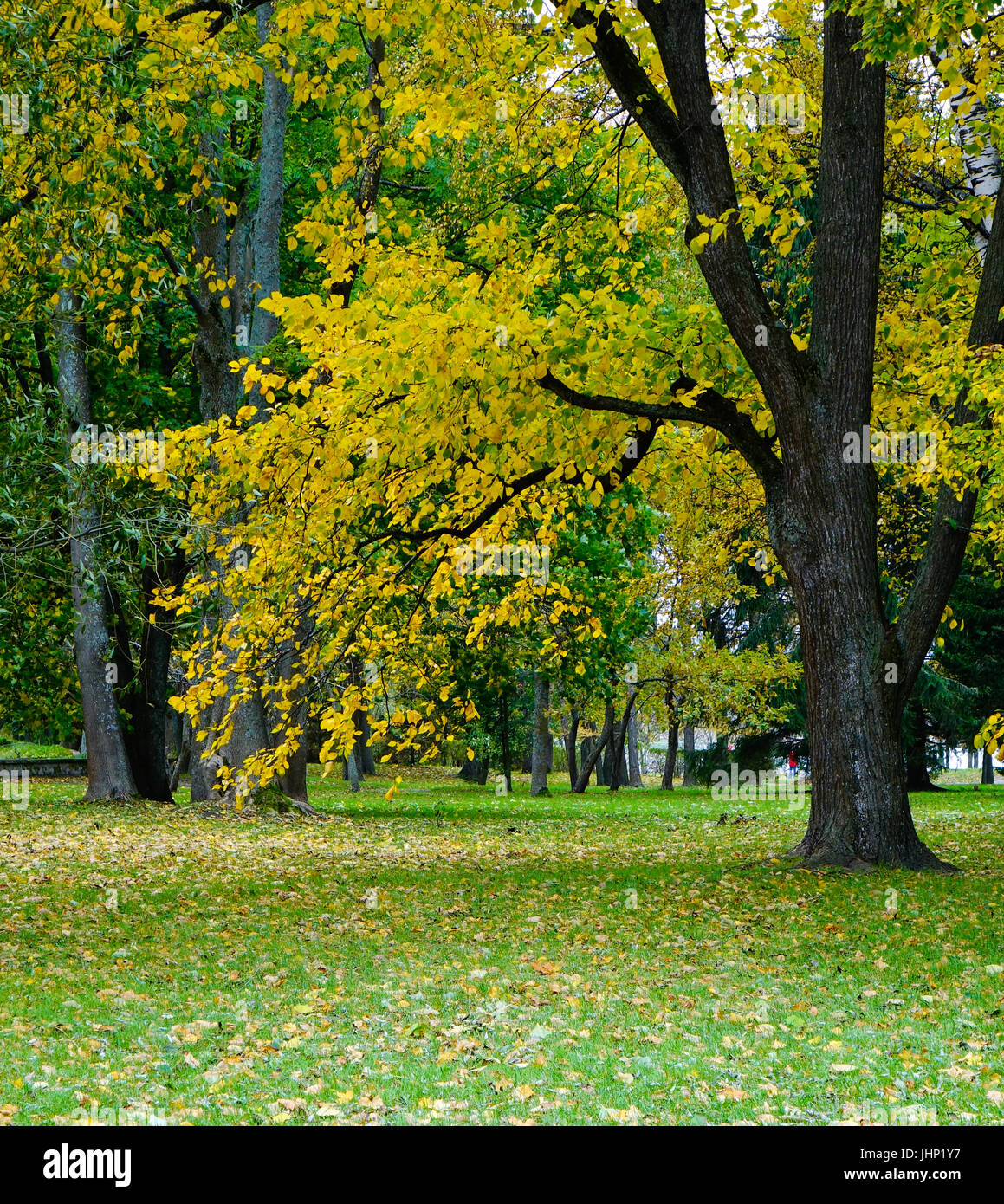 Autumn trees at forest in Europe Stock Photo - Alamy