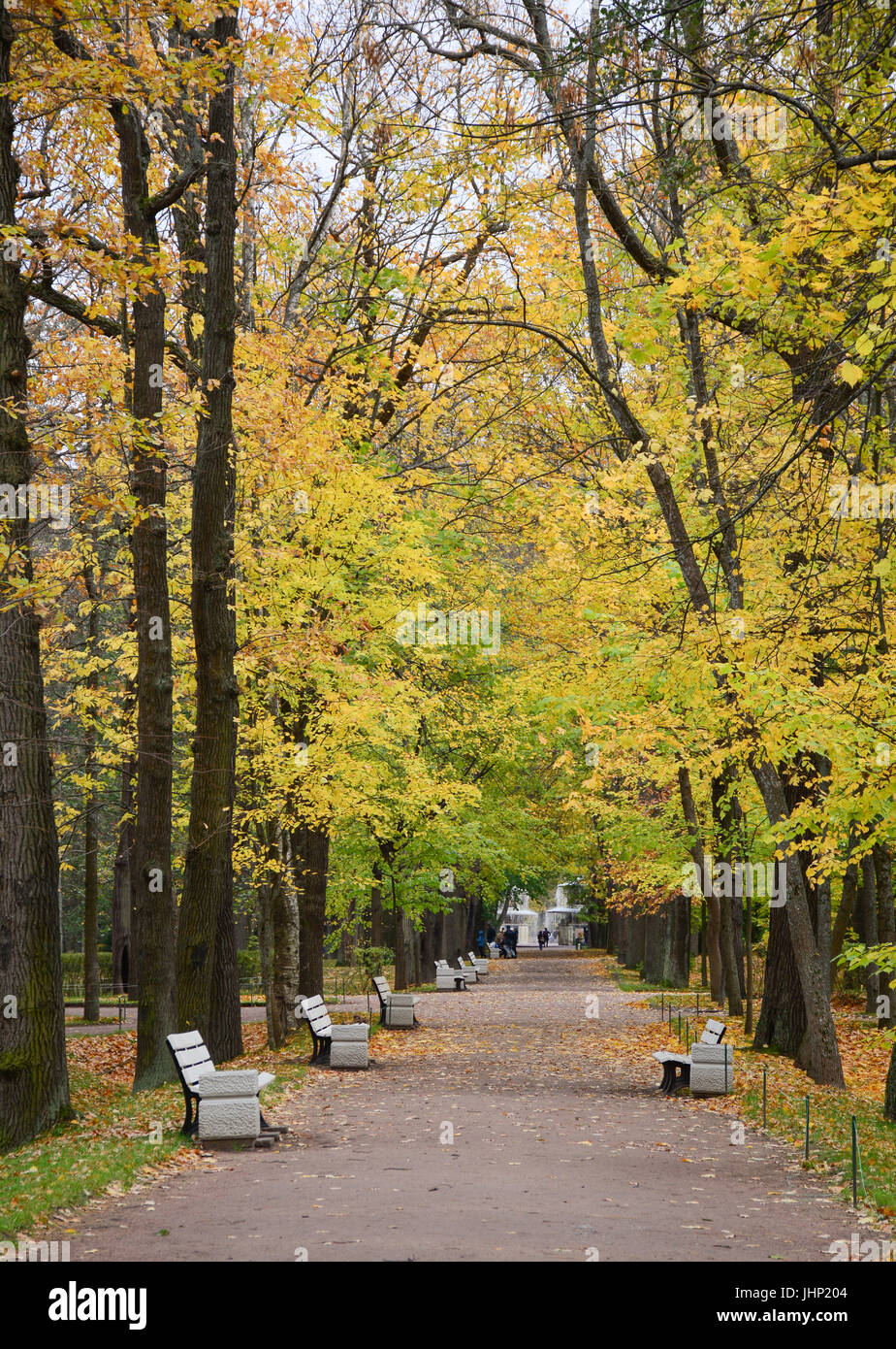 Autumn scenery with yellow trees and wooden benches in Europe Stock ...