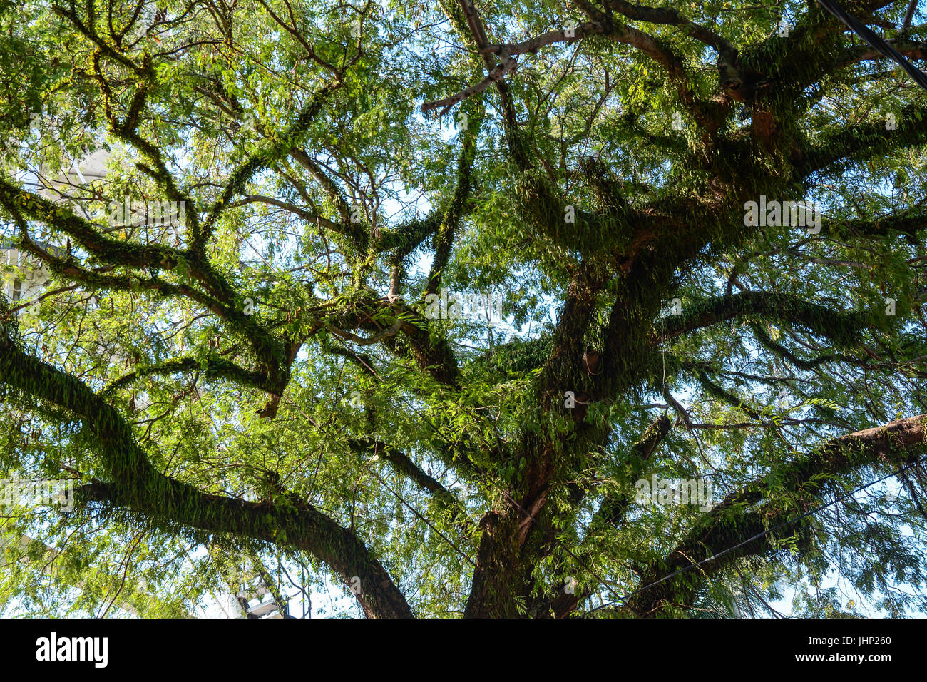 Malaysia penang george town row hi-res stock photography and images - Alamy