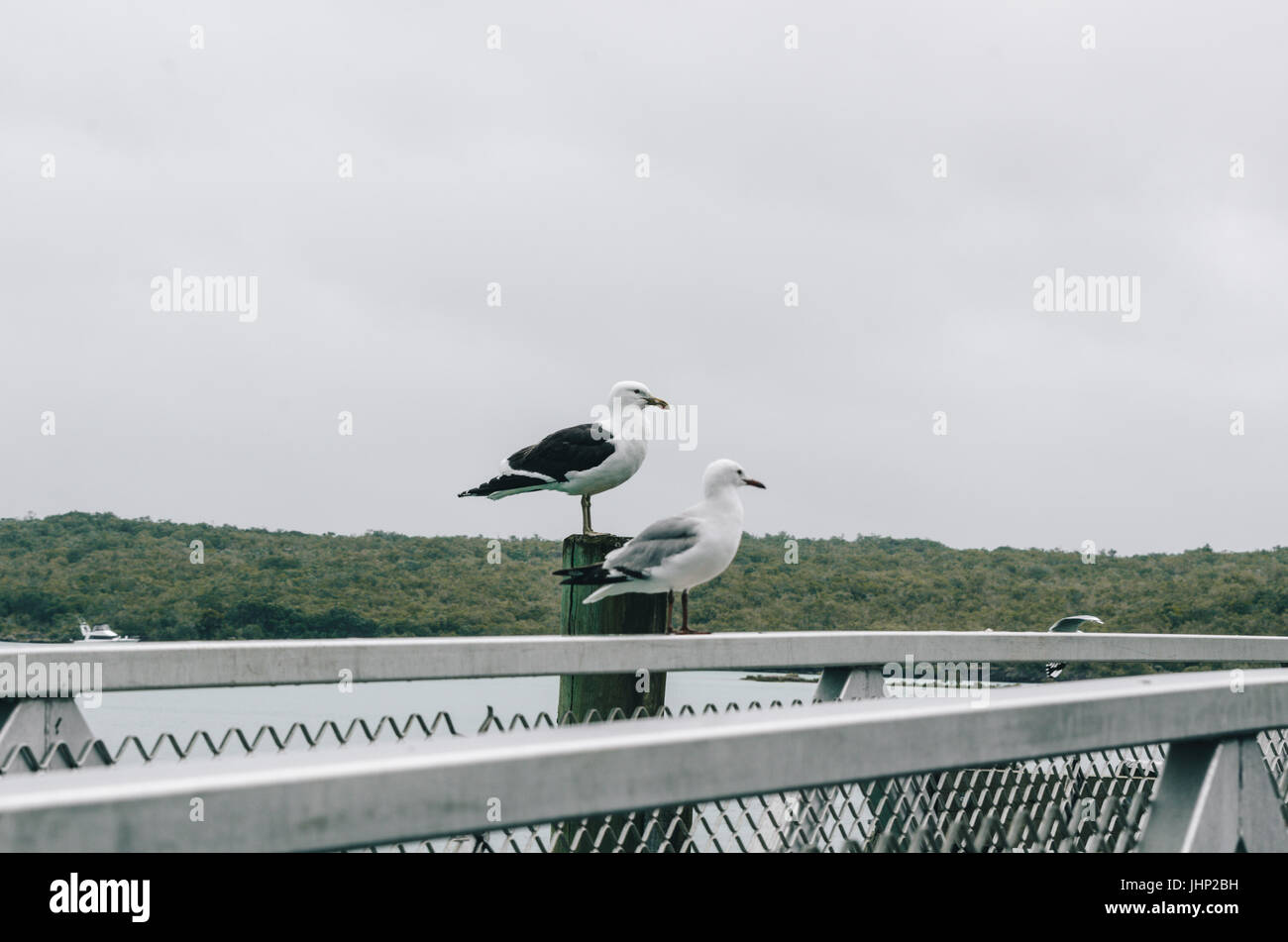 Rangitoto range hi-res stock photography and images - Alamy