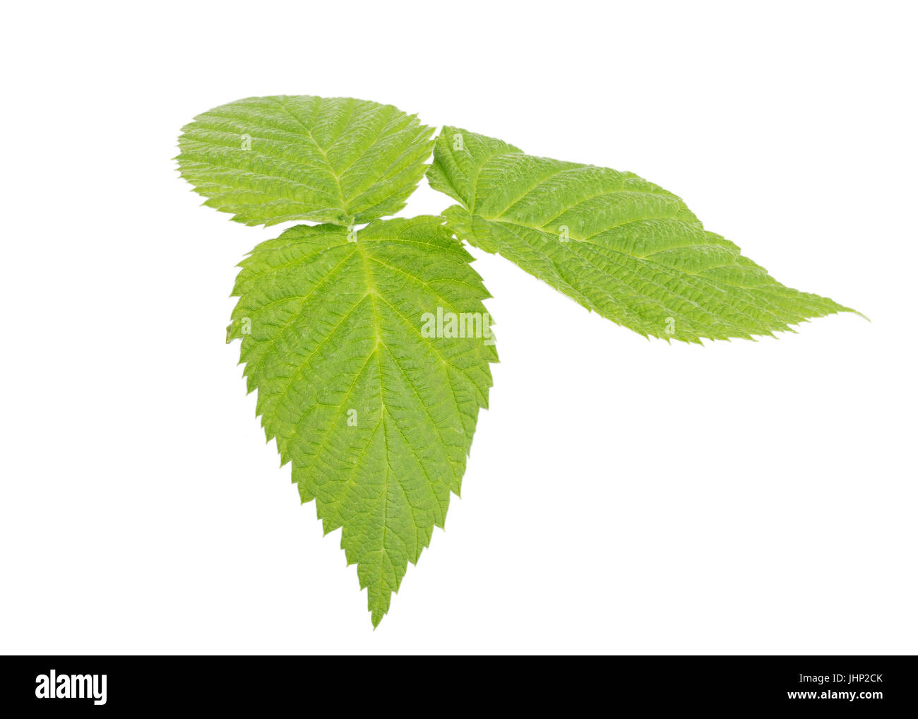 A Piece of Green Raspberry Leaf Isolated on White Background in Full ...