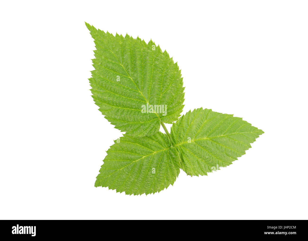 A Piece of Green Raspberry Leaf Isolated on White Background in Full ...