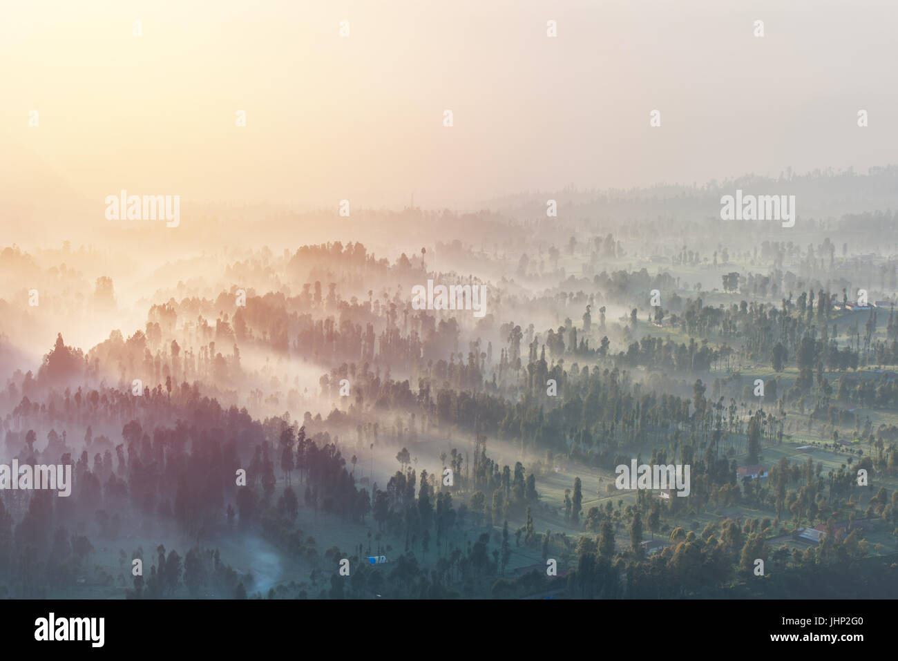 Coniferous Forest with sun beam at Bromo Tengger Semeru National Park ...