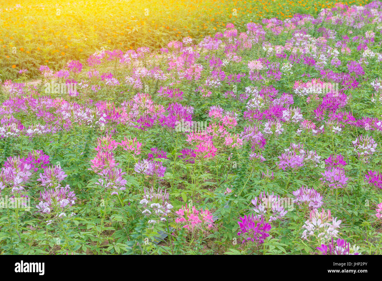 Cleome flower (Cleome hassleriana) or spider flower in beautiful garden ...