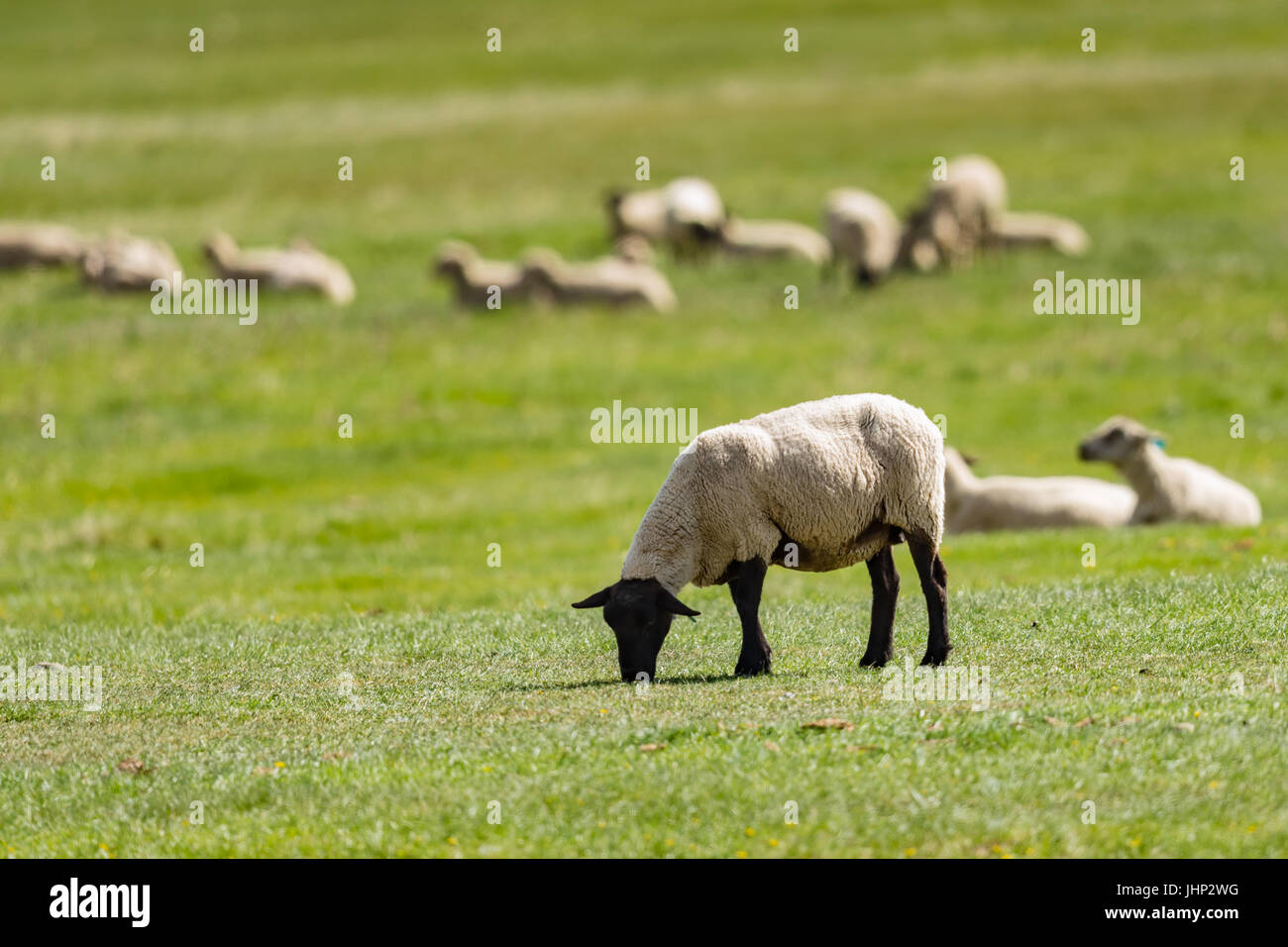 Flock of sheep grazing in a springtime pasture in southern Alberta ...