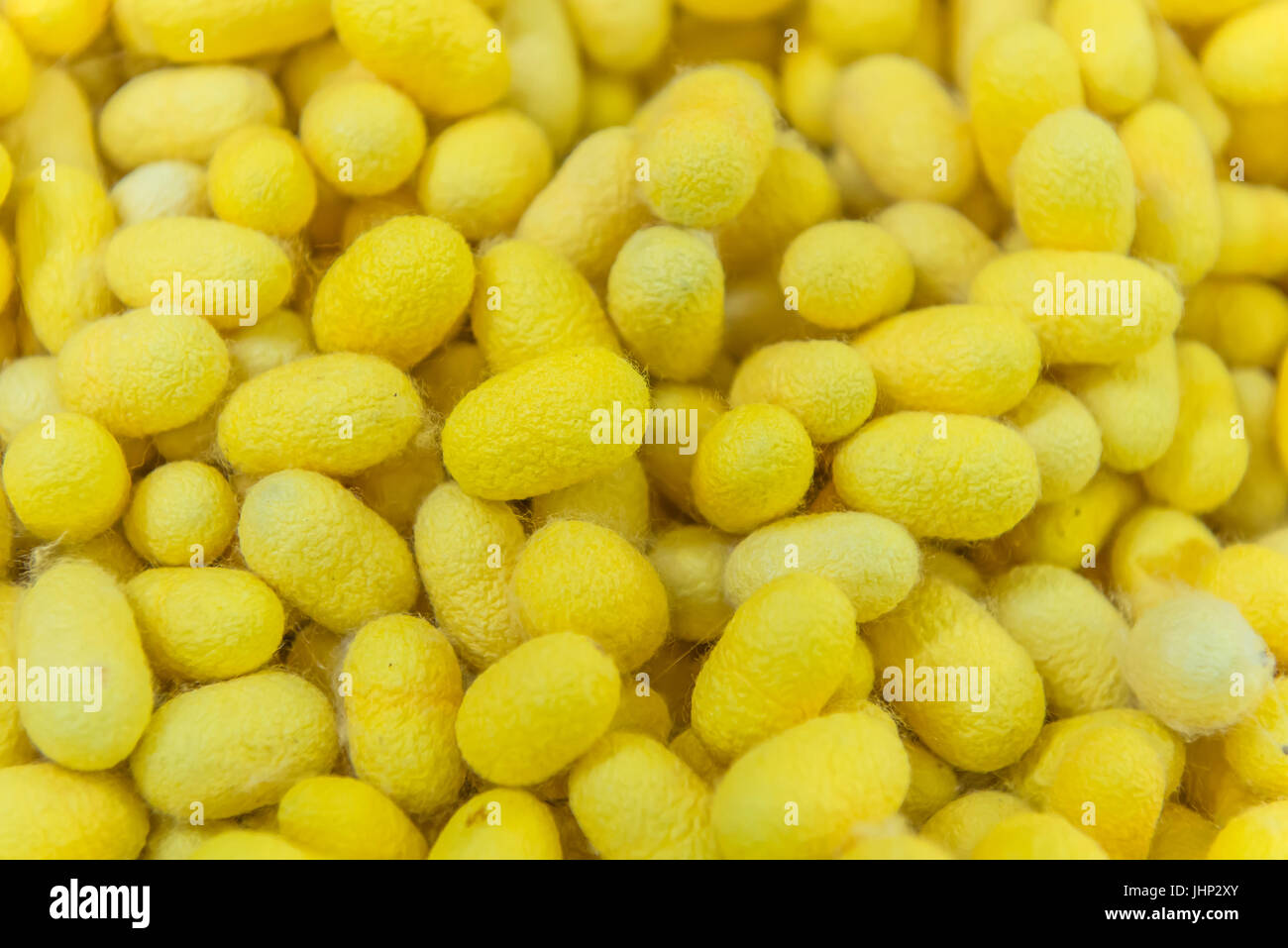 yellow silkworm cocoons shell. This is a source of silk thread and silk ...