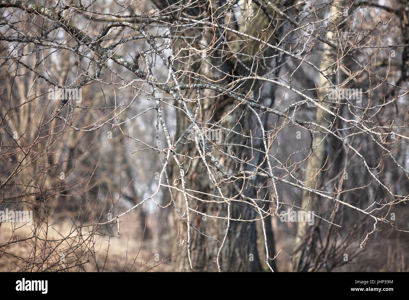Poplar branches with buds in early spring Stock Photo - Alamy