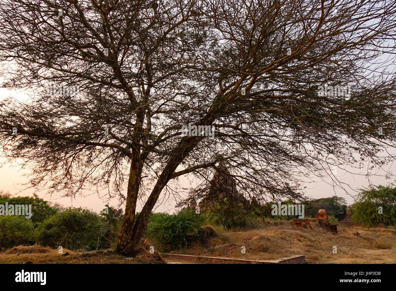 A Buddhist temple with huge tree in Bagan, Myanmar. Bagan is home to ...