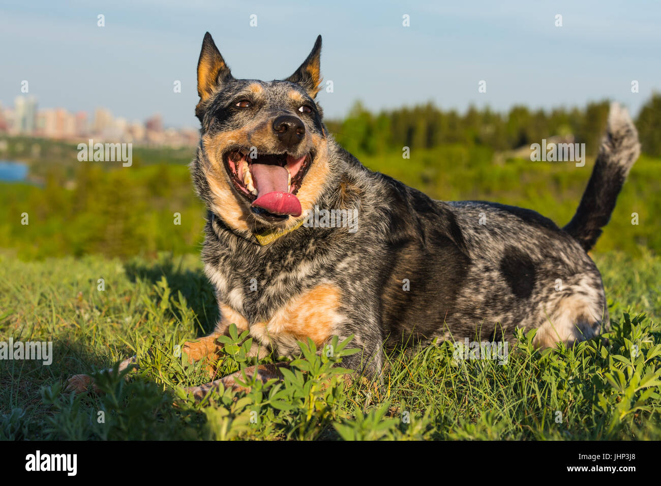 Calgary, canada dog hi-res stock photography and images - Alamy