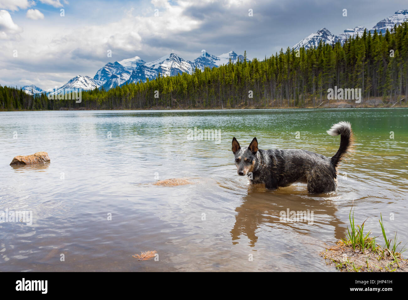 Blue heeler dog hi-res stock photography and images - Alamy