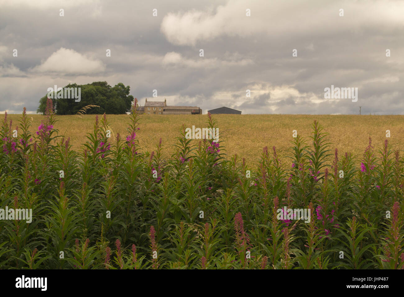 Rural Summer Landscape with Farm Stock Photo - Alamy
