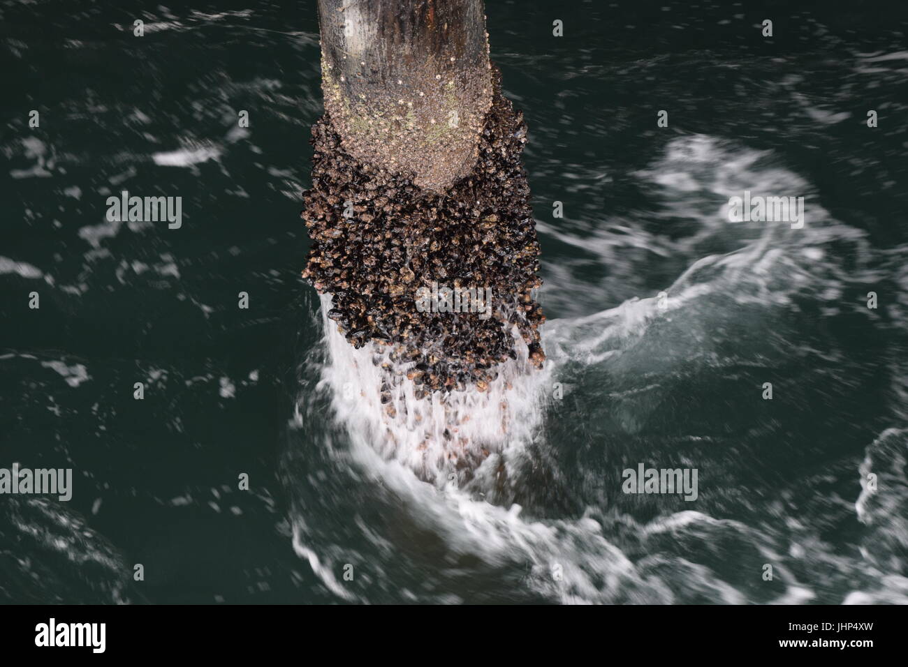 Barnacle covered pier Stock Photo - Alamy