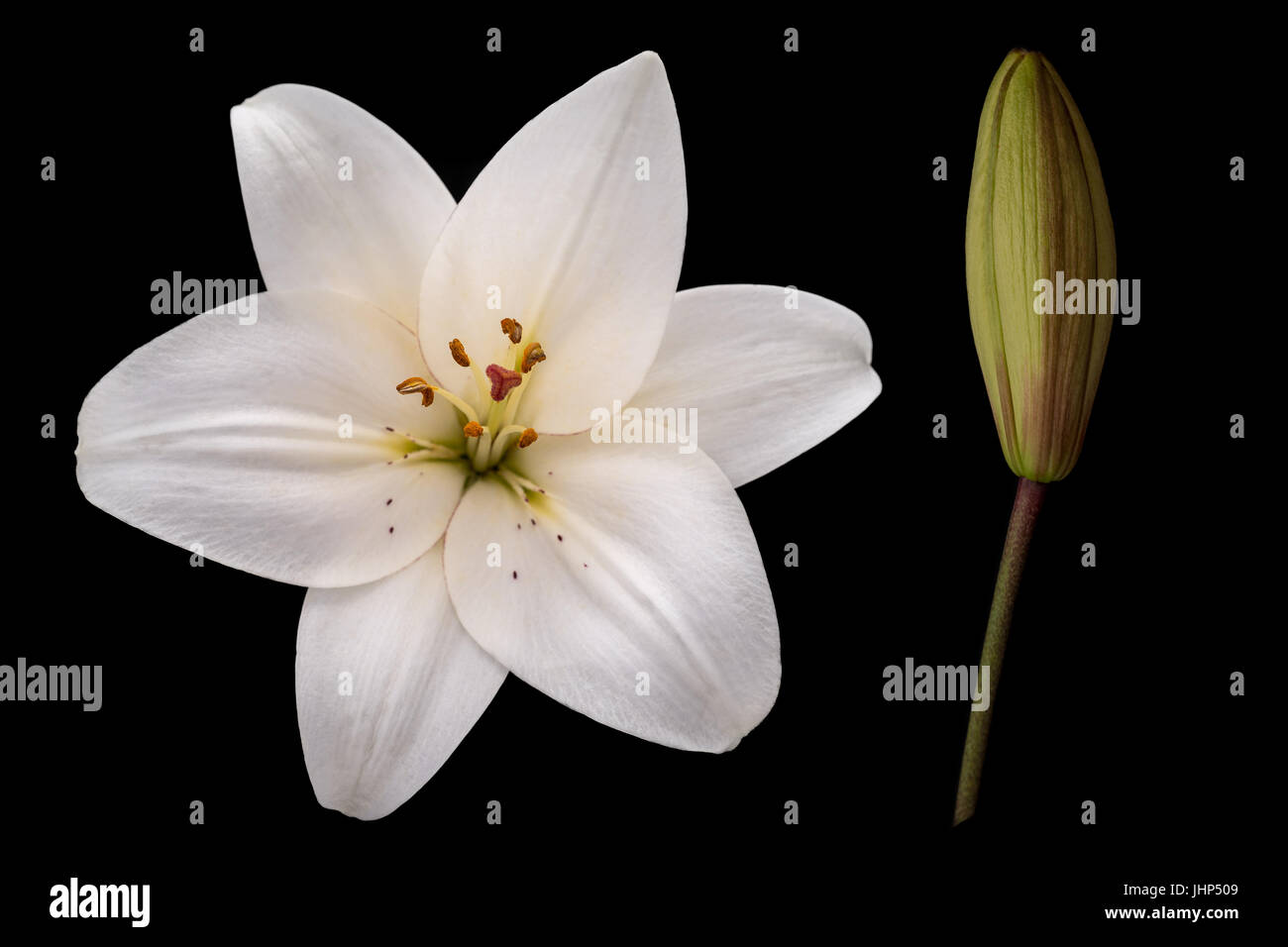 Flower and bud of lily (Lilium candidum) on a black background Stock ...
