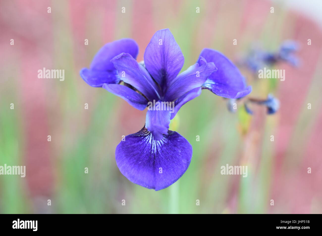 Purple Alpine Flower Stock Photo - Alamy