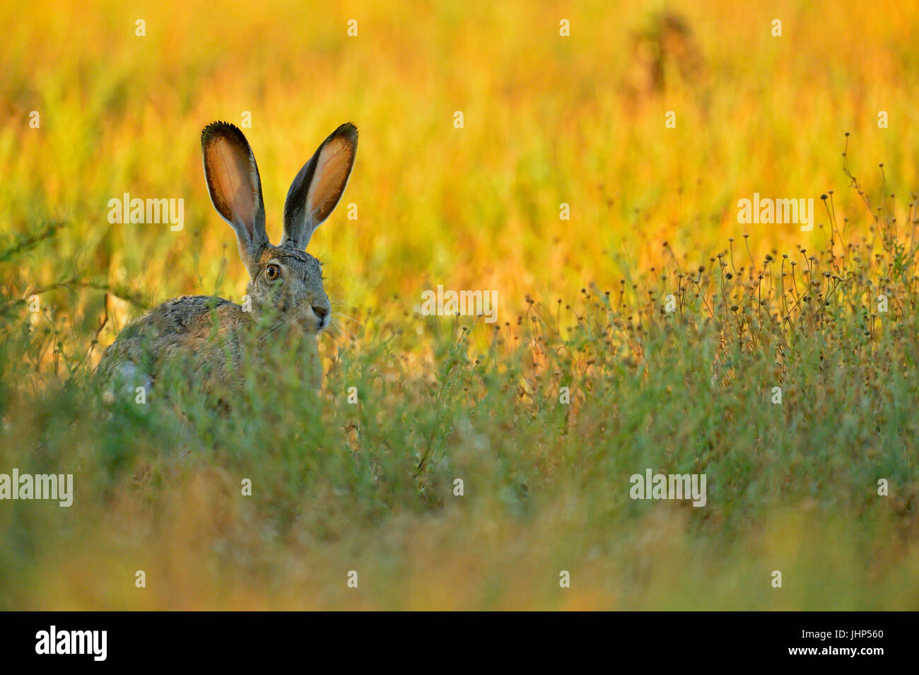 Black-tailed Jackrabbit (Lepus californicus), Rio Grande City, Texas ...