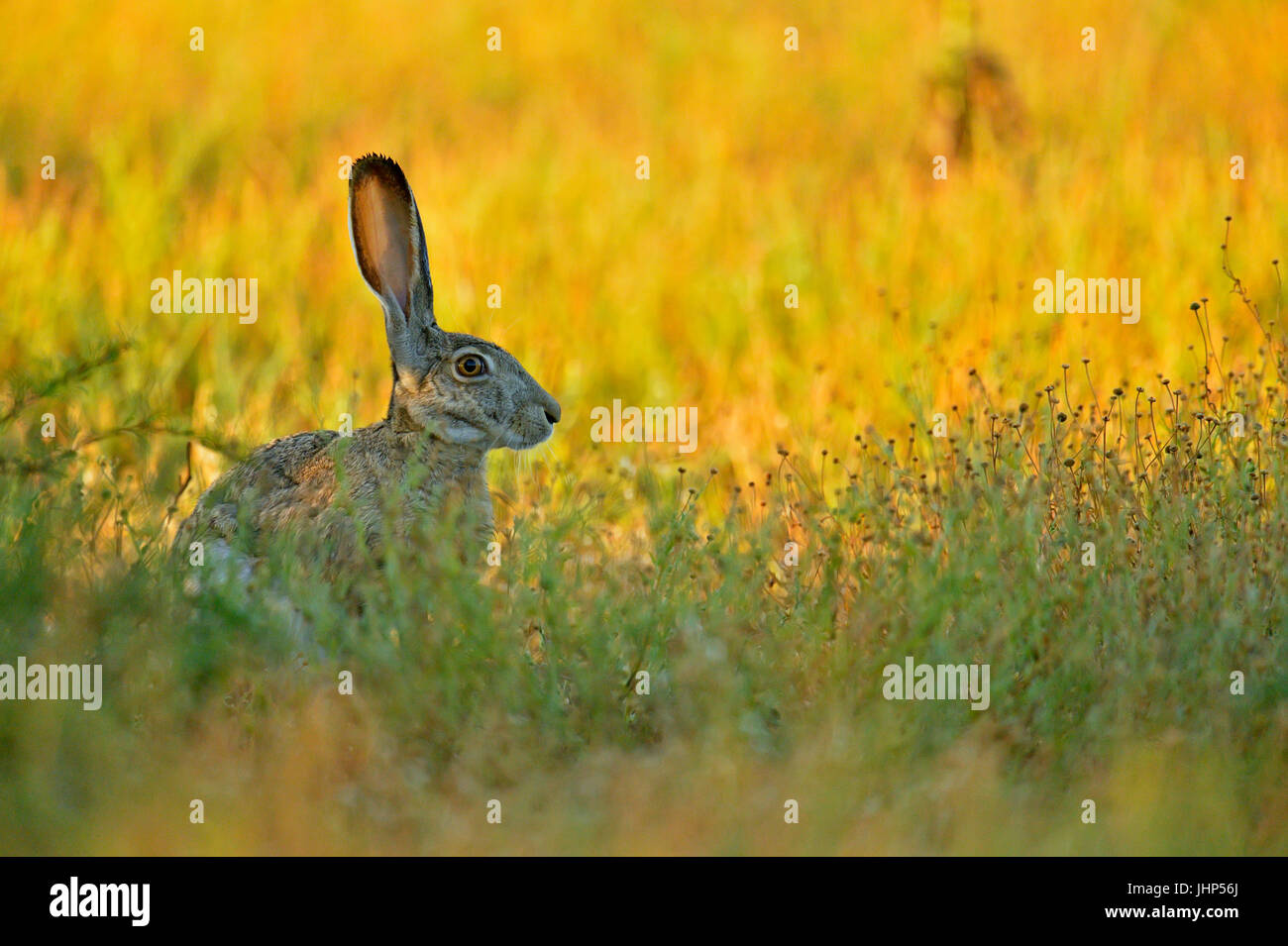 Black tailed jackrabbit texas hi-res stock photography and images - Alamy