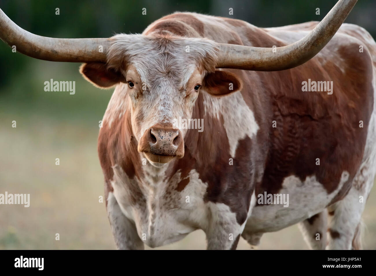 Texas longhorn bull, near Round Mountain, Texas, USA Stock Photo - Alamy