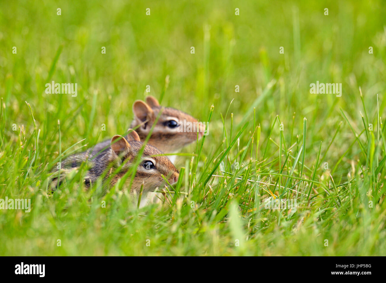 Eastern chipmunk (Tamias striatus) Pair near burrow on residential lawn ...
