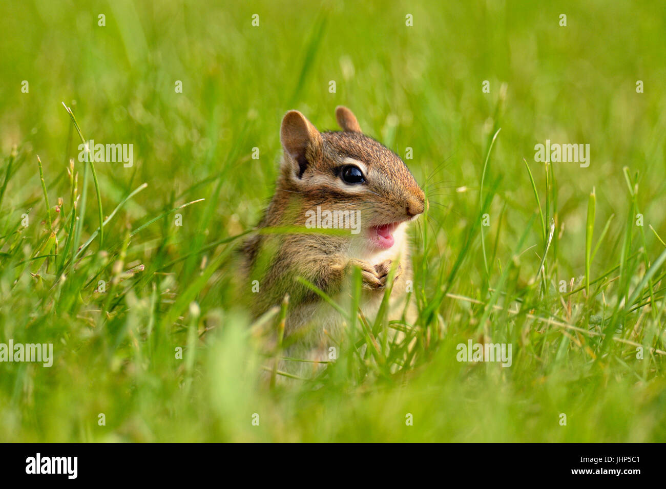 Eastern chipmunk (Tamias striatus) Pair near burrow on residential lawn ...