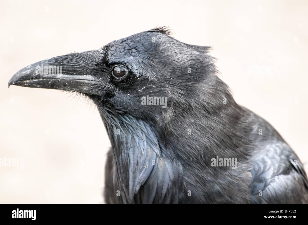 Black raven portrait Stock Photo - Alamy