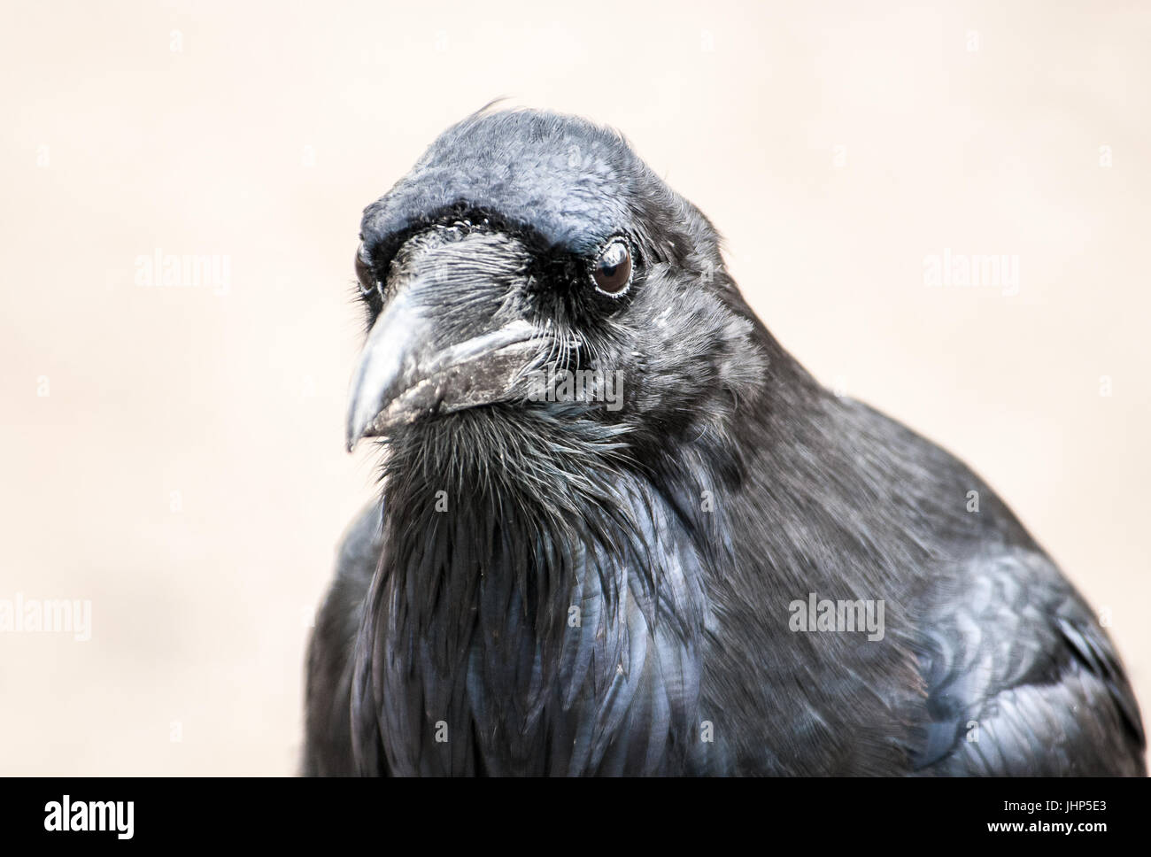 Close up crows head beak hi-res stock photography and images - Alamy