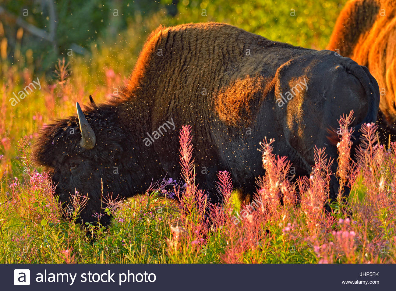 Native American Territories Stock Photos & Native American Territories ...