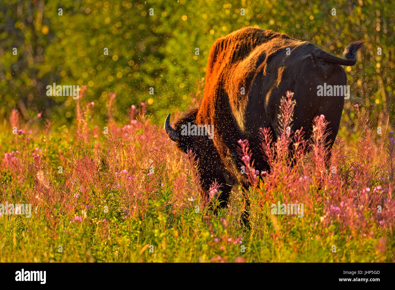 American bison Wood buffalo (Bison bison athabascae), Fort Providence ...