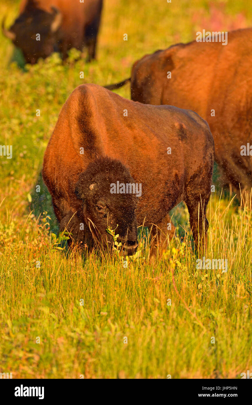 American bison Wood buffalo (Bison bison athabascae), Fort Providence ...