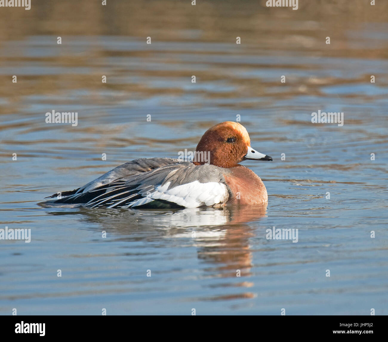 Marshside hi-res stock photography and images - Alamy