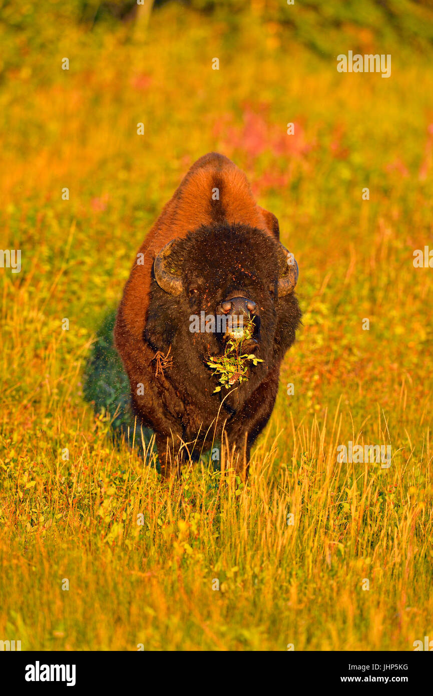 American bison Wood buffalo (Bison bison athabascae), Fort Providence ...