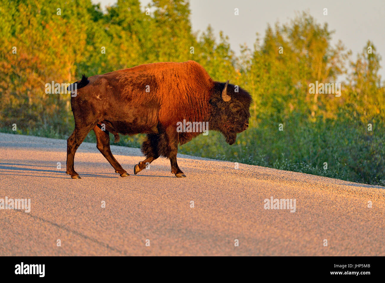 American bison Wood buffalo (Bison bison athabascae), Fort Providence ...