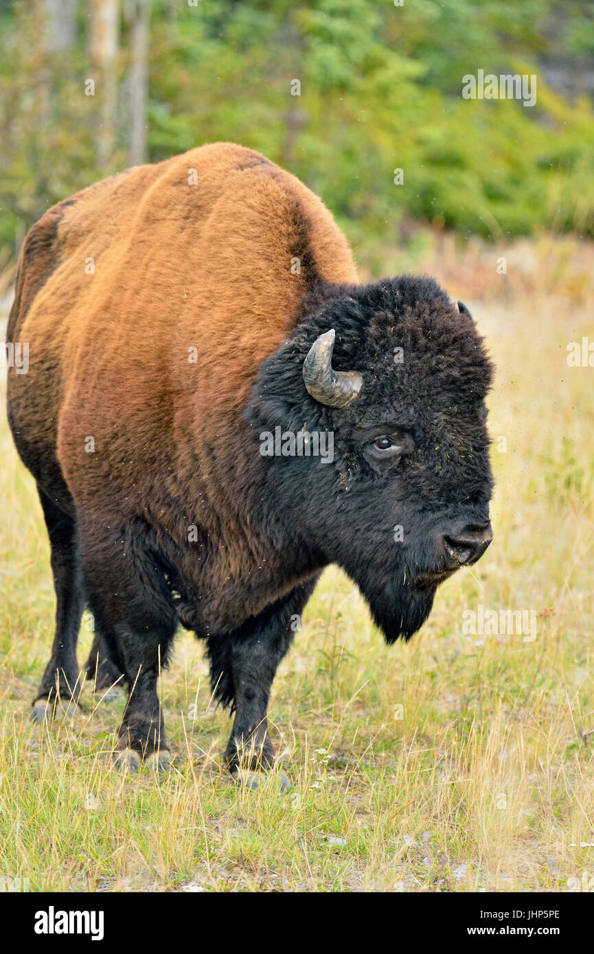 American bison Wood buffalo (Bison bison athabascae) Roadside bull ...