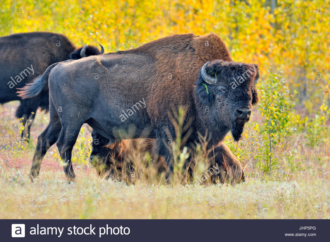 Native American Territories Stock Photos & Native American Territories ...