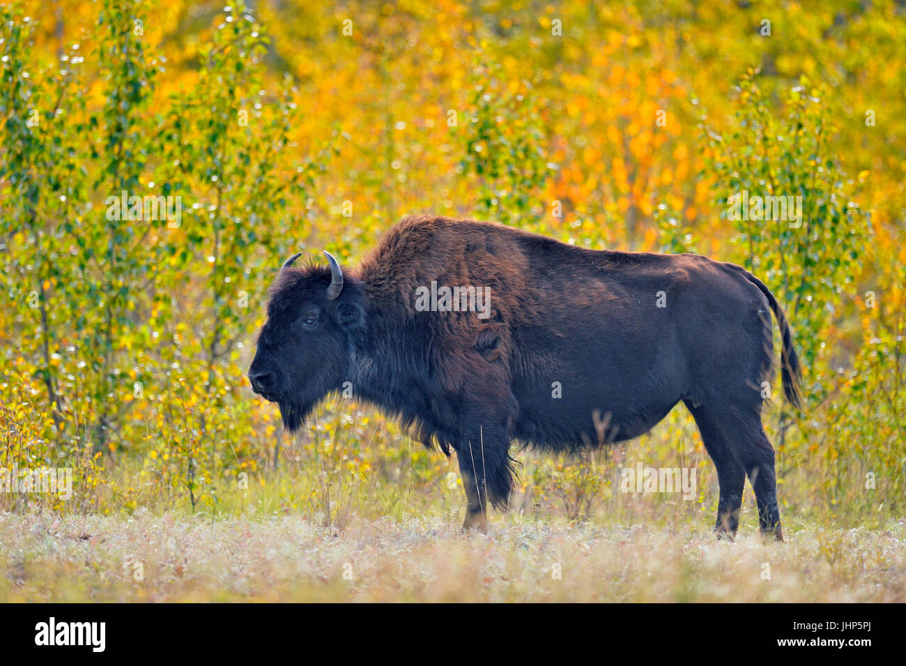 American bison Wood buffalo (Bison bison athabascae), Fort Providence ...