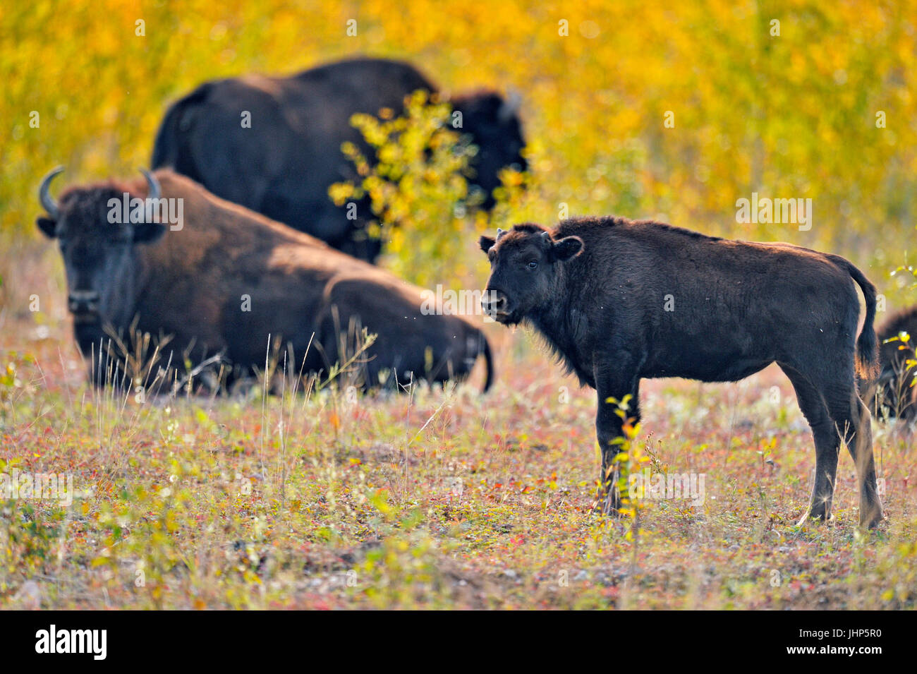 American bison Wood buffalo (Bison bison athabascae), Fort Providence ...
