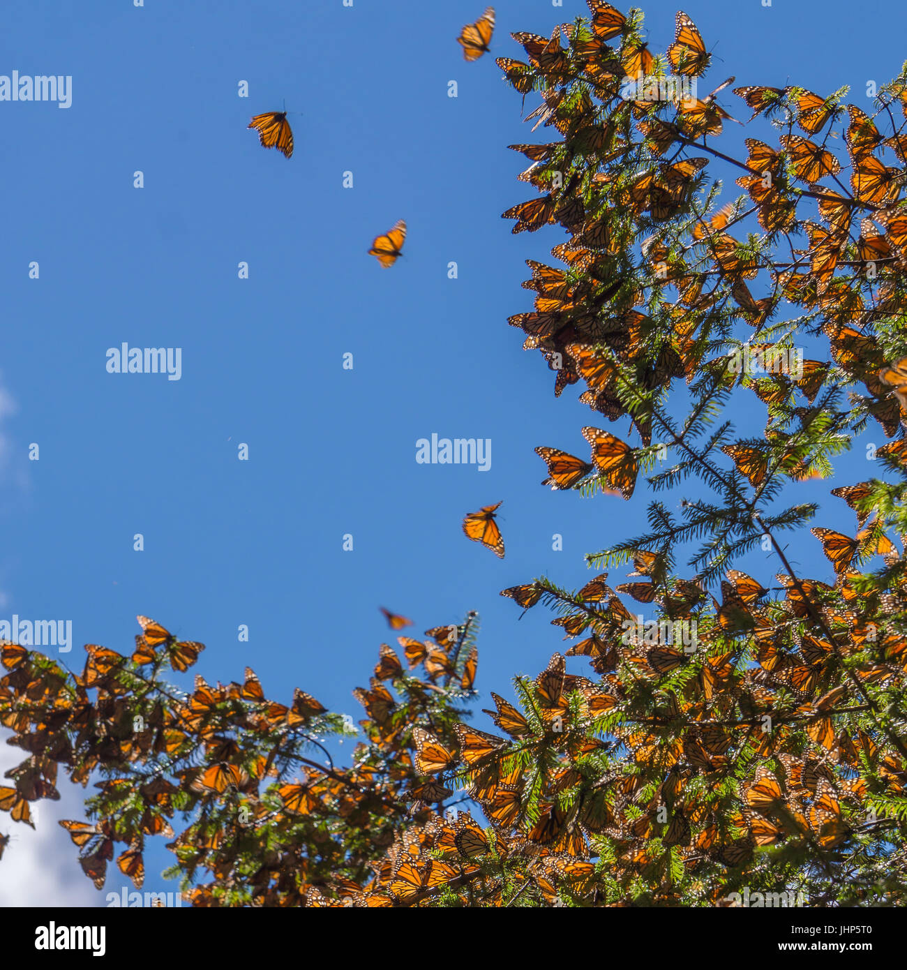 Monarch on pine tree hi-res stock photography and images - Alamy