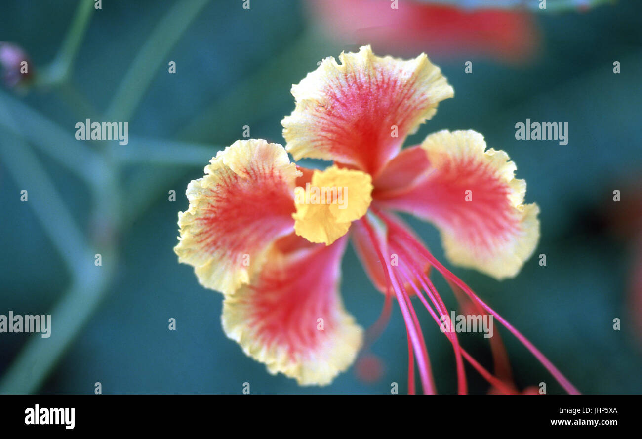 Flower; detail; Rondônia; Brazil Stock Photo - Alamy