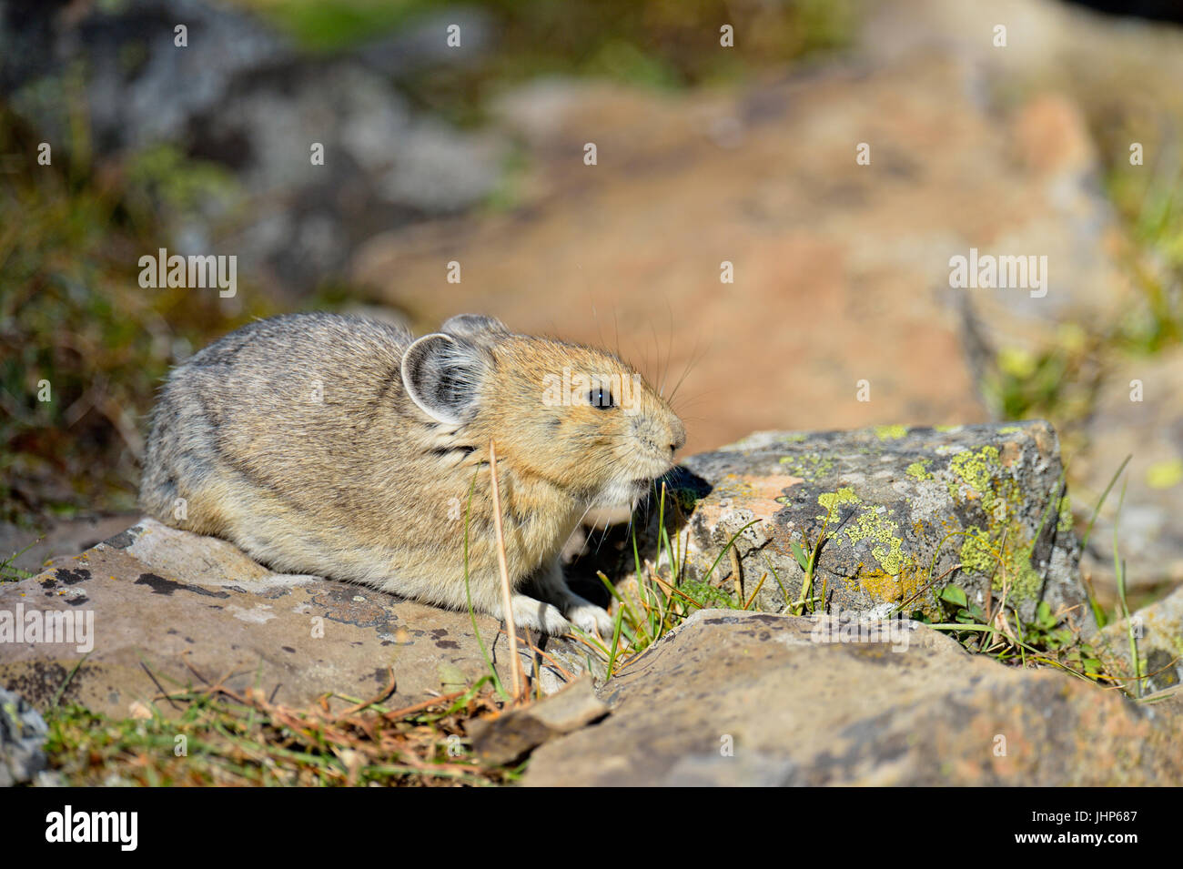 American pikas habitats hi-res stock photography and images - Alamy