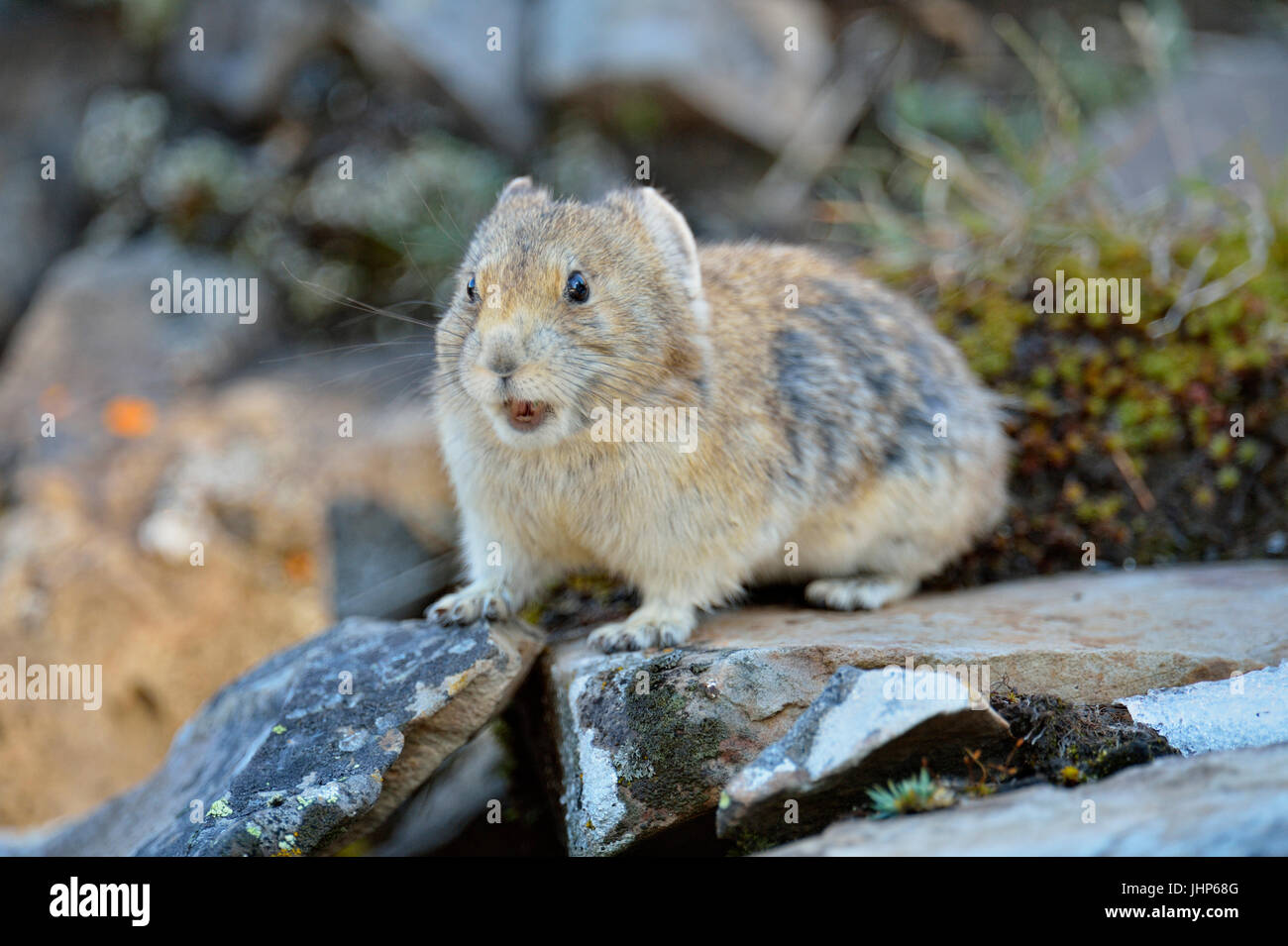 American pikas habitats hi-res stock photography and images - Alamy