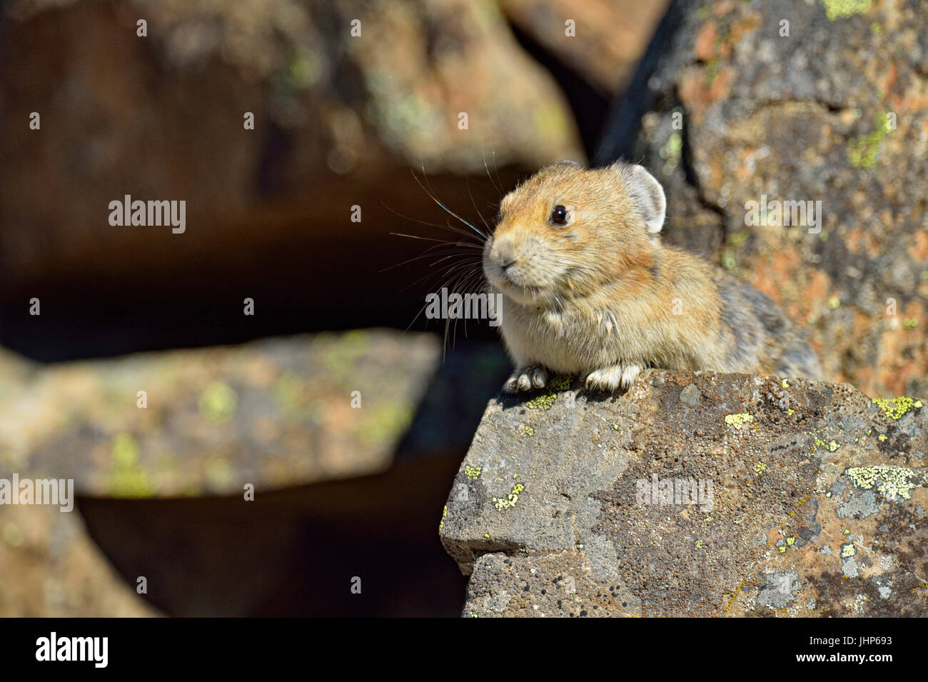 American pikas habitats hi-res stock photography and images - Alamy
