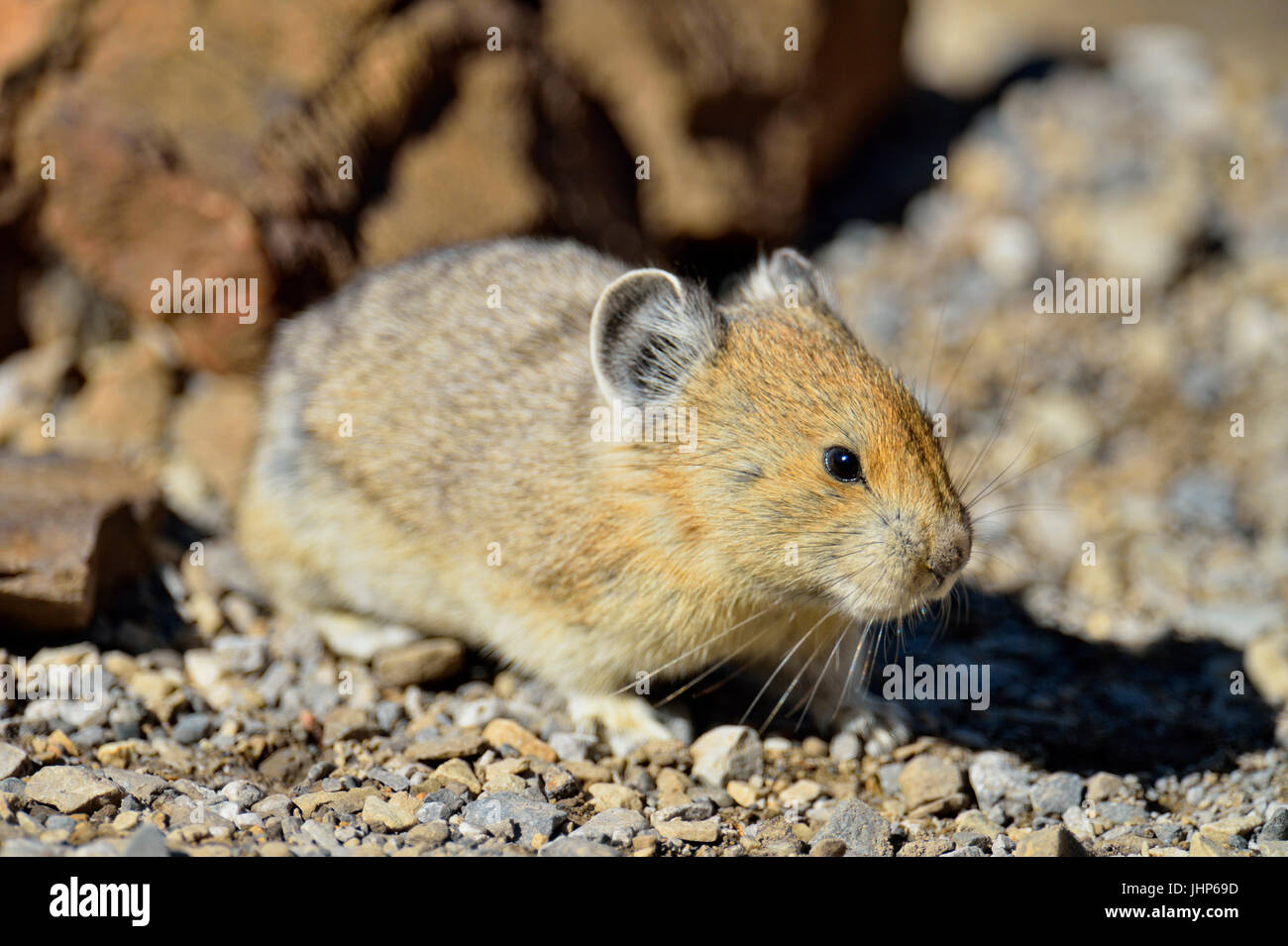 American pika ochotona princeps foraging hi-res stock photography and ...