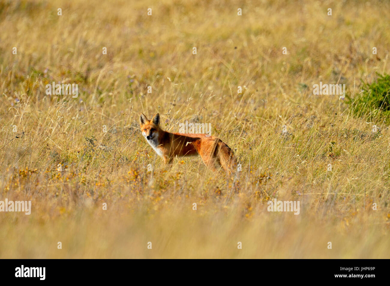 Red fox (Vulpes vulpes) hunting in a foothills meadow, Waterton Lakes ...