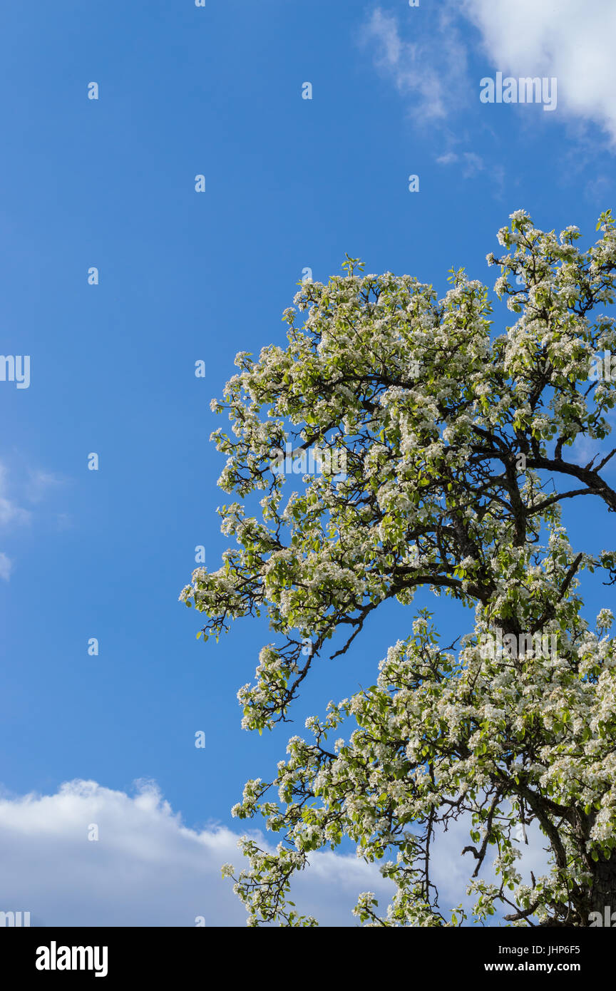 Ornamental pear tree hi-res stock photography and images - Alamy