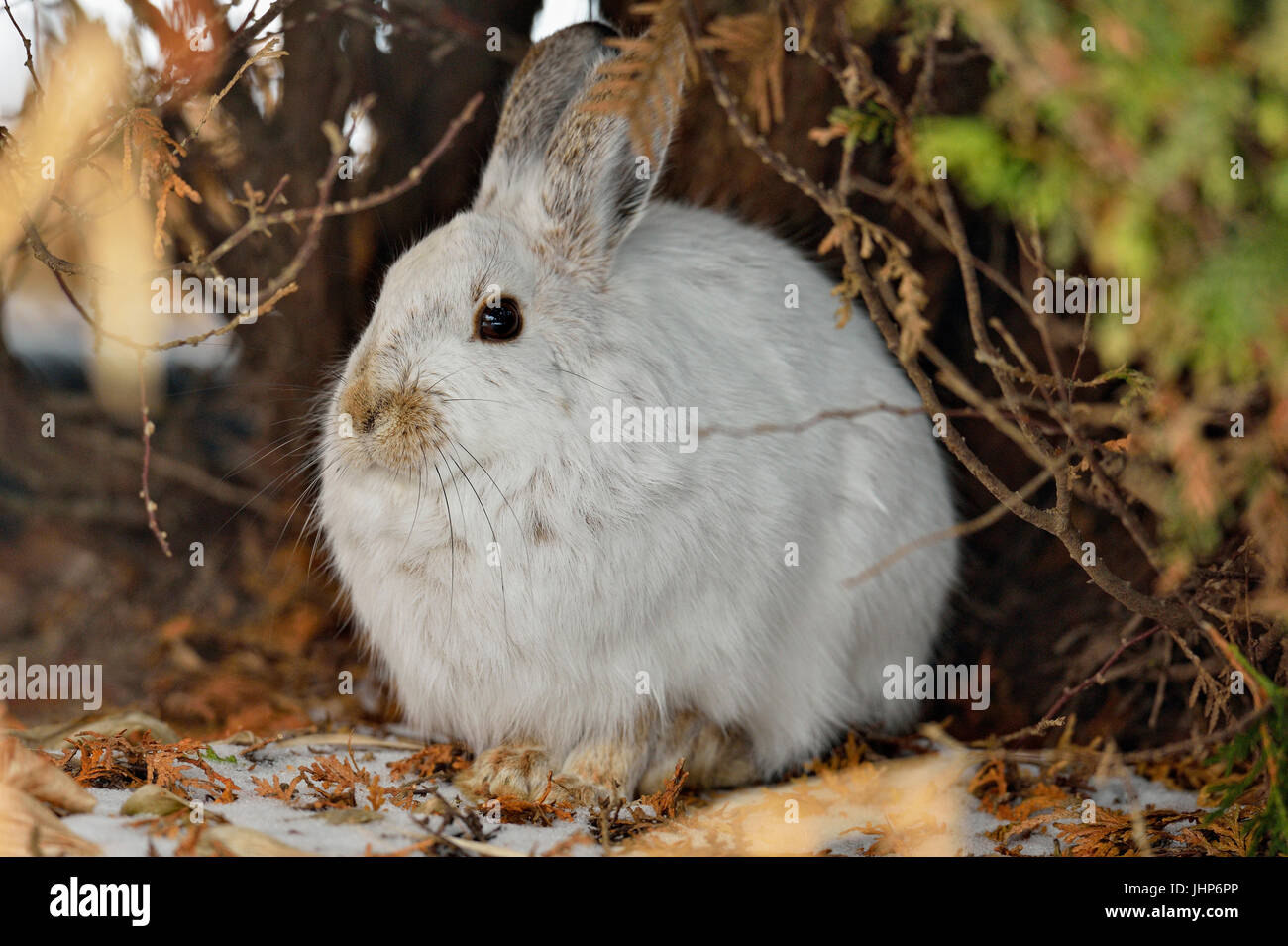 Varying/snowshoe hare ((Lepus americanus)) White phase. Resting under a ...