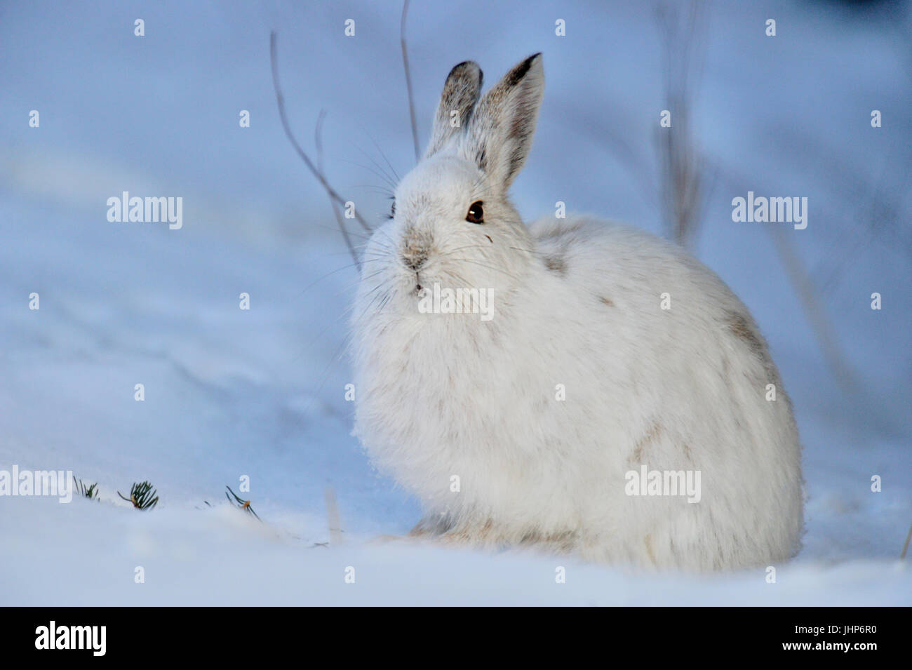 Snowshoe hare hi-res stock photography and images - Alamy