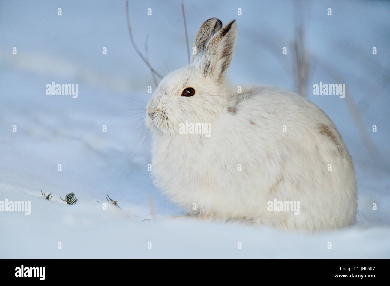 Snowshoe Hare Winter Camouflage High Resolution Stock Photography and ...