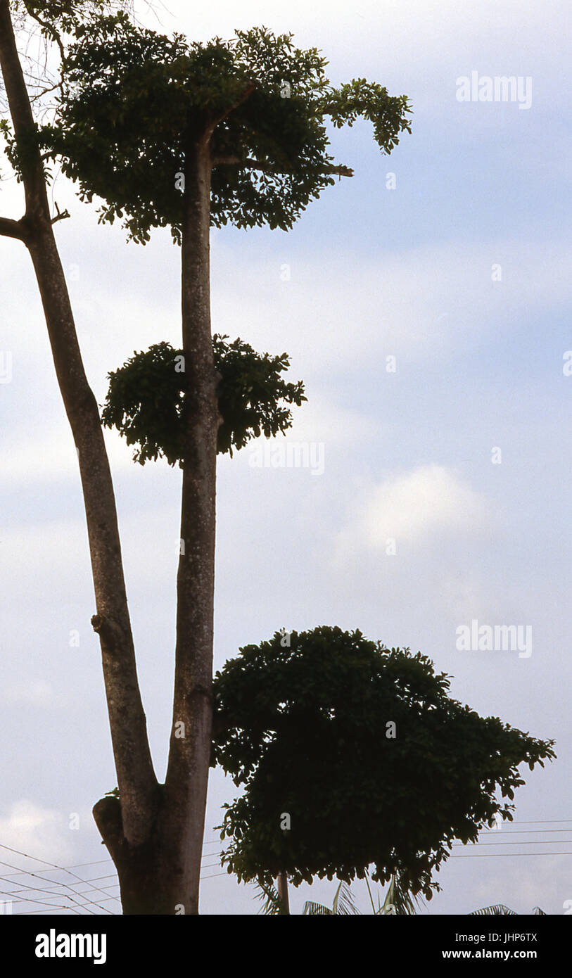 Rare tree hi-res stock photography and images - Alamy