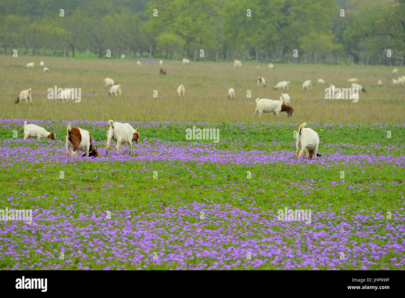 Prairie verbena and grazing herd of goats. Gillespie County, near ...